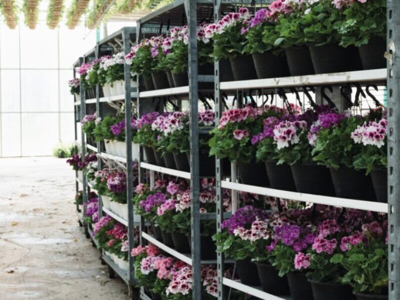 Standard Edition | Greenhouse Production Software | PICAS Standard Edition | Greenhouse Production Software | PICAS